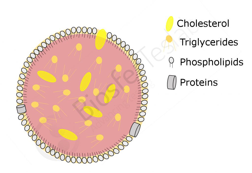 The Liposcale test - Biosfer Teslab