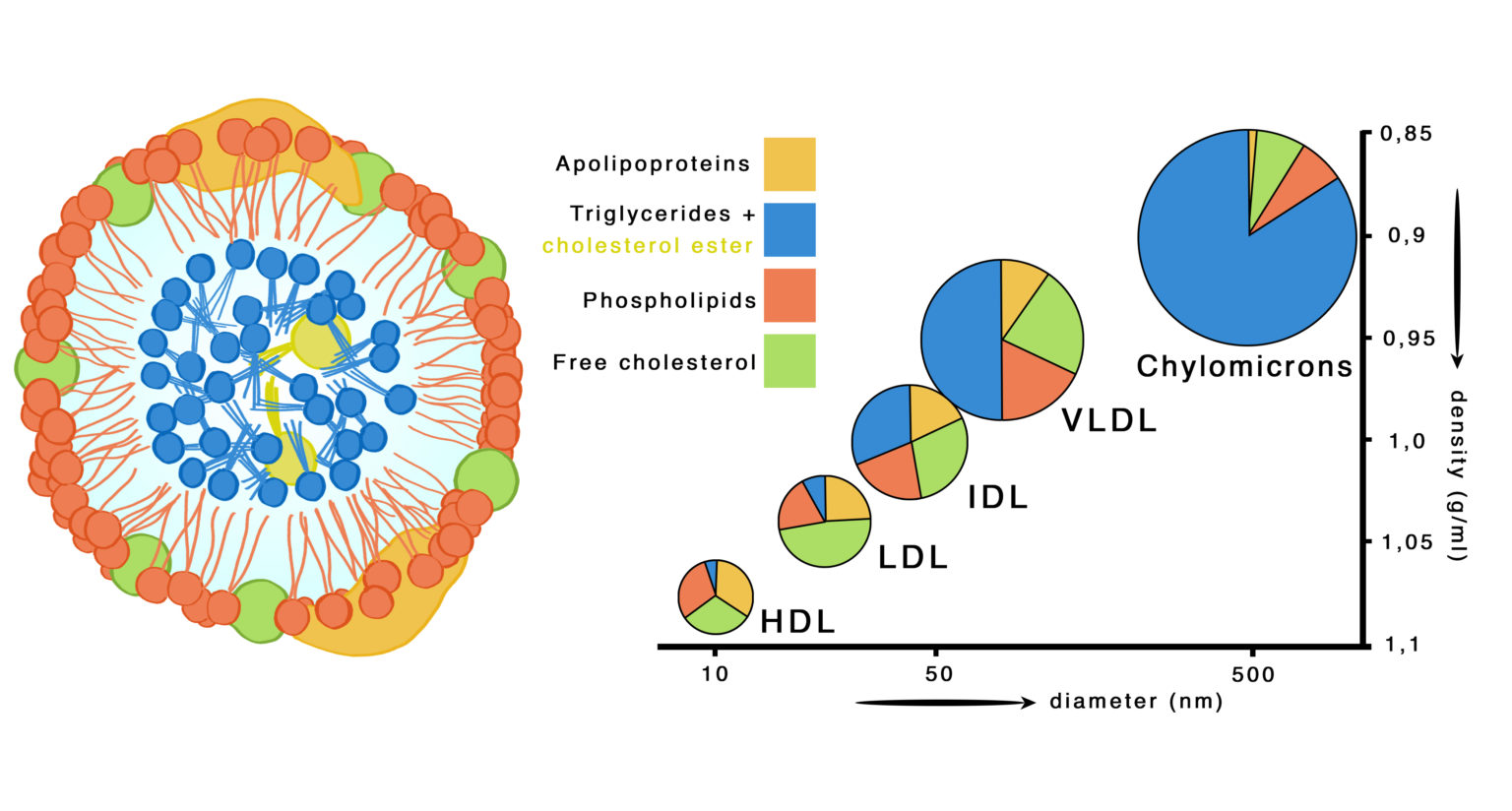 Discordance between LDL-C levels and LDL particle number